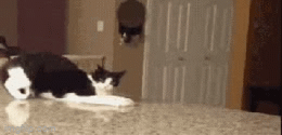 This cat… I don’ t know what he’s doing, but it’s hilarious - Imgflip