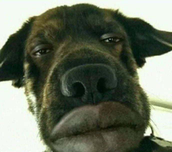 ? dog Blank Template - Imgflip