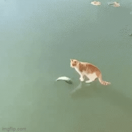 Cat ice fish - Imgflip