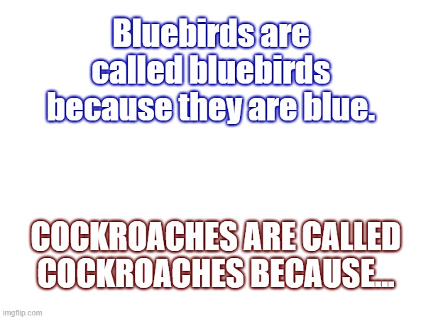 Image tagged in cock,roach,cockroach - Imgflip