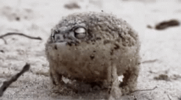 Desert rain frog (da hell you talkin about) - Imgflip
