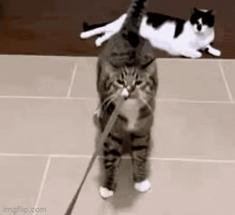 Cat pulling - Imgflip