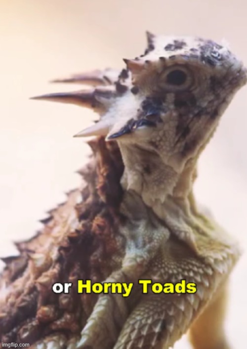 horny toads?? - Imgflip