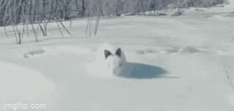 Check out this adorable snow bunny tearing down the slopes! - Imgflip