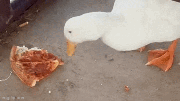 Duck pizza - Imgflip