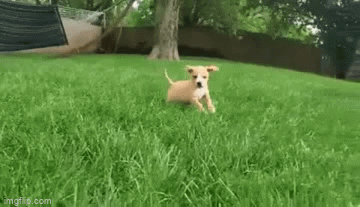 Dog Running Away Gif