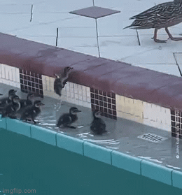 Trying to jump over it! - Imgflip