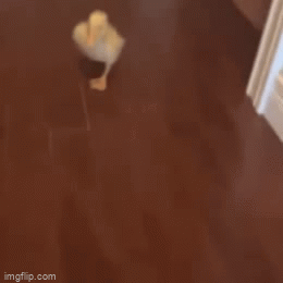 Silly duck - Imgflip