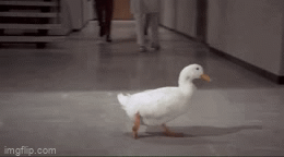 Duck has entered the Radiology. - Imgflip