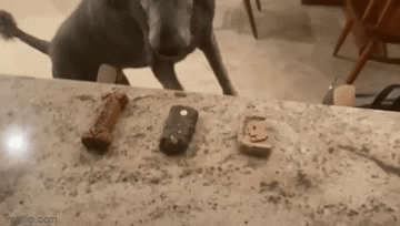 Dog chooses treat - Imgflip