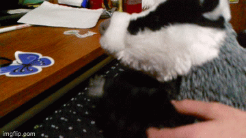 Badger typing on keyboard - Imgflip