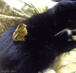 Cat and chick - Imgflip