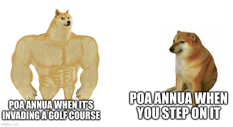 Strong doge weak doge - Imgflip
