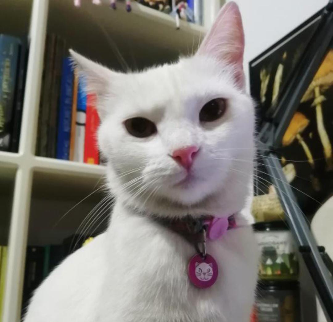 tell me more Blank Template - Imgflip