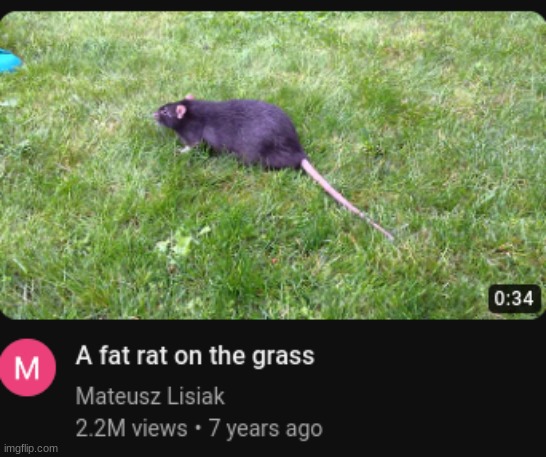 thats a rat - Imgflip