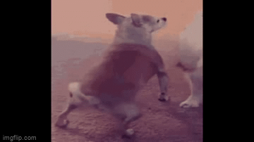 what the dog doing? - Imgflip