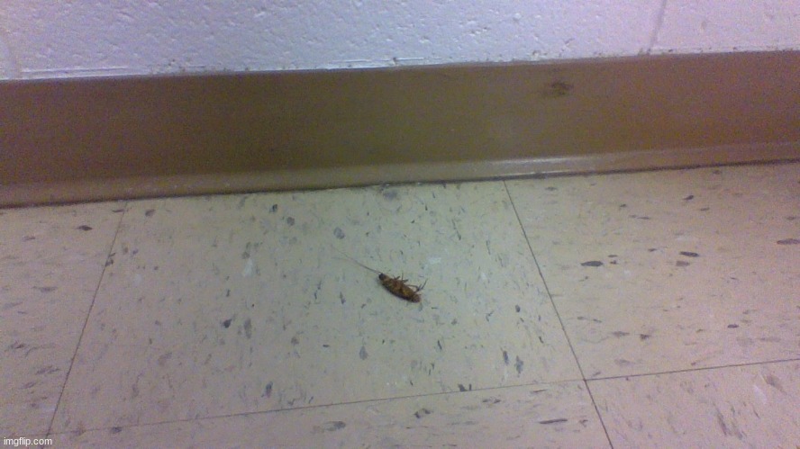 dead cockroach in my class - Imgflip