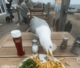 Seagull eating fry - Imgflip