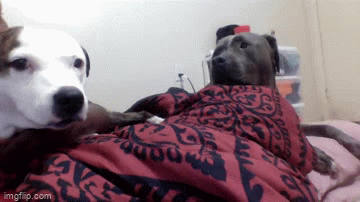 my dogs (grey is Koda and the white, brown, and black one is bella ...
