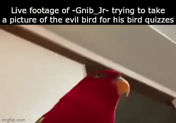 Evil Bird Memes Evil Looking Bird Meme Green Screen Video Download