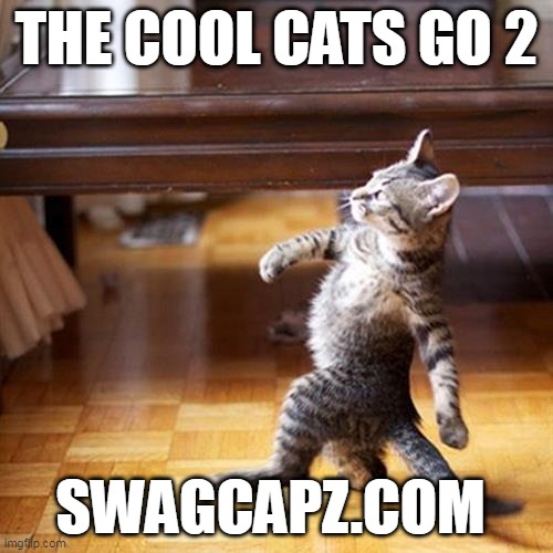 Swagger cat - Imgflip