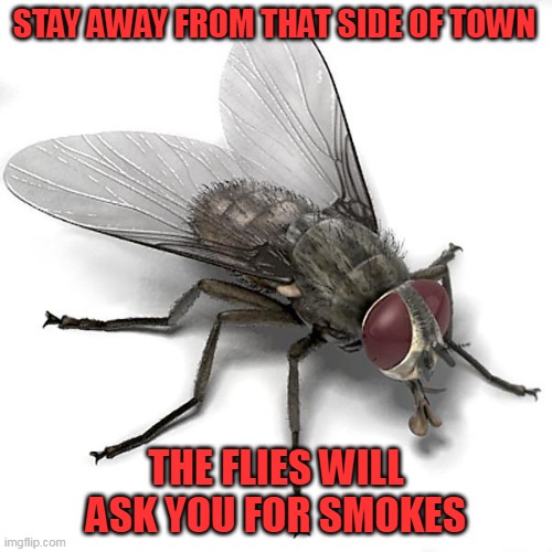 Scumbag House Fly - Imgflip