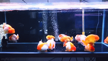 Ranchu Goldfish - Imgflip
