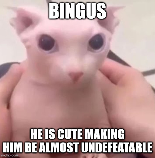 Bingus - Imgflip