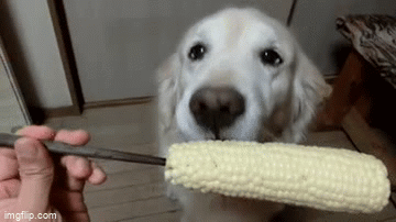 Dog eating corn on the cob - Imgflip