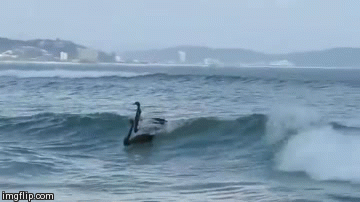Surfing Swans - Imgflip