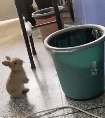 Bunny Jump Fail Gif