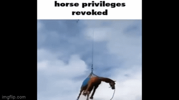Animated GIF - Imgflip