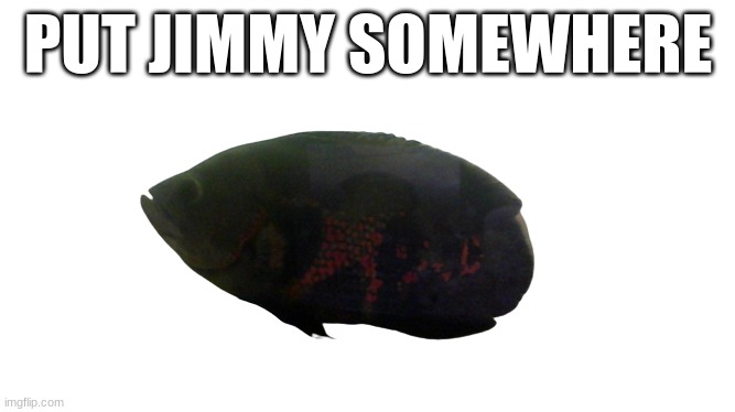 Julie the Oscar Cichlid Fish - Imgflip