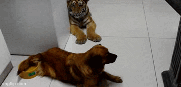 Surprise from tiger - Imgflip