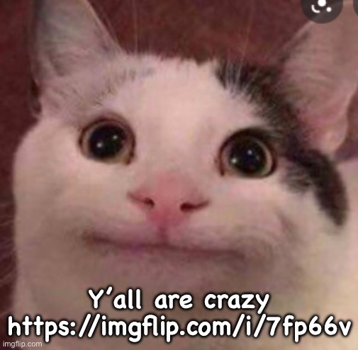 Beluga cat - Imgflip