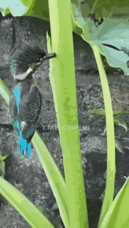 A Bird Impaled ! - Imgflip