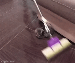 Cat mop watch - Imgflip
