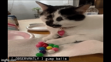 cat memes - Imgflip