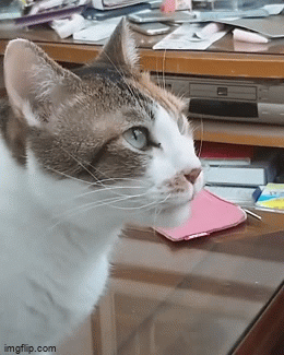 cat mlep to distract yall from 3/27! :D - Imgflip