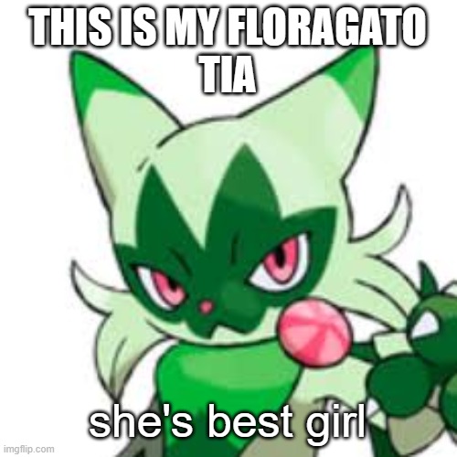 Floragato - Imgflip