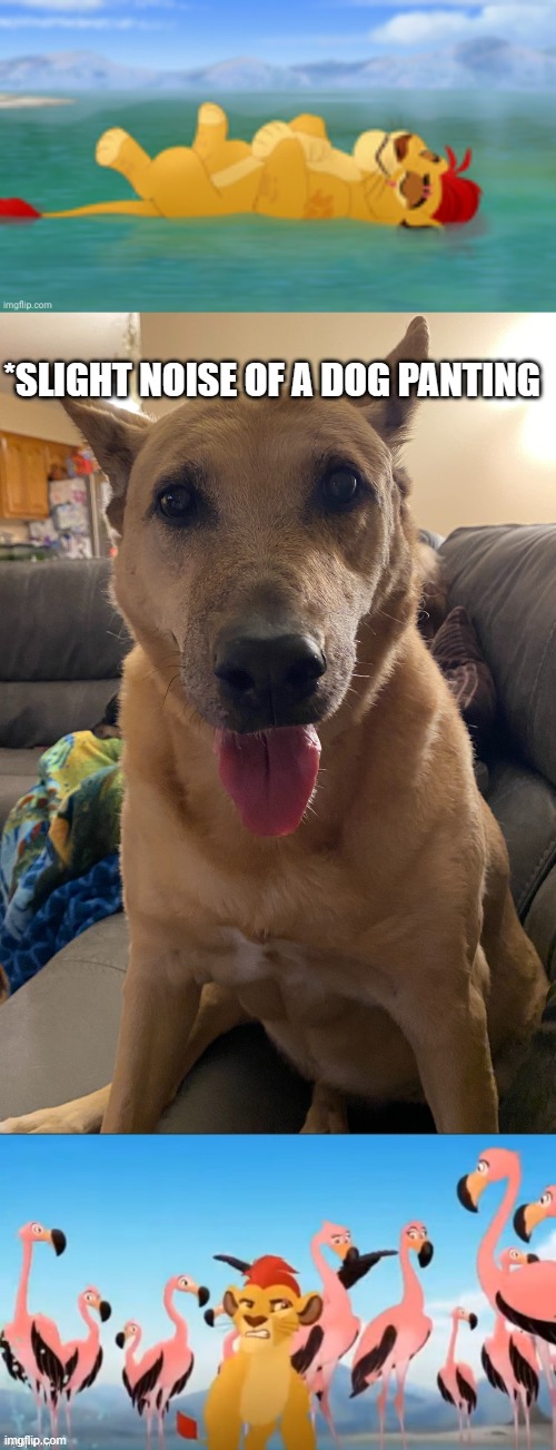 Image tagged in useless gate,hungry dog,garbage - Imgflip