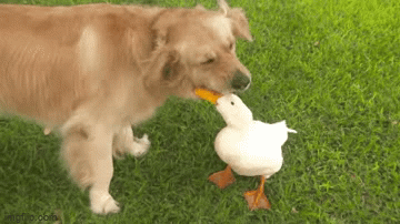 Dog duck play - Imgflip