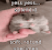 tehe Blank Template - Imgflip