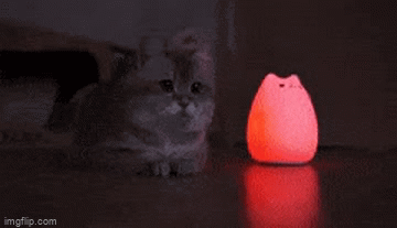 Cat and the colorful cat lamp - Imgflip