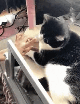 Cat as a light switch - Imgflip