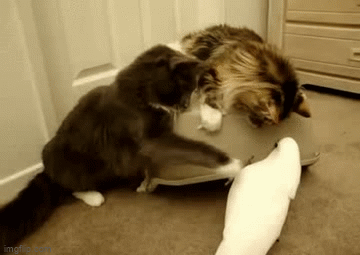 Petting the bird - Imgflip