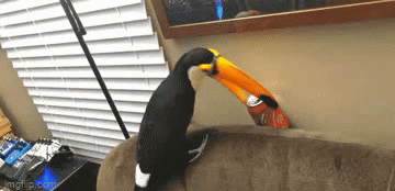 Toucan soda can - Imgflip