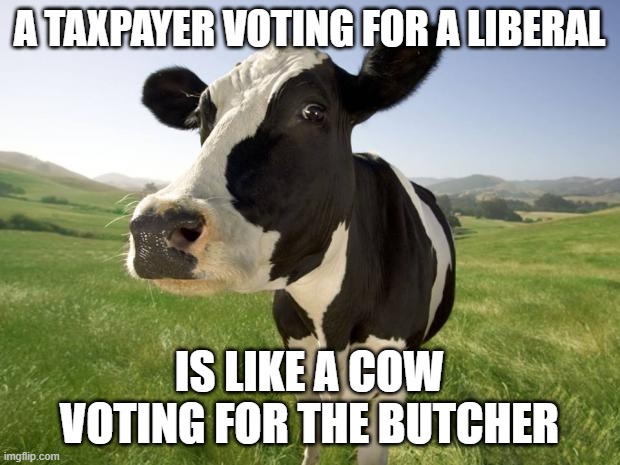 Cow voting for a liberal - Imgflip