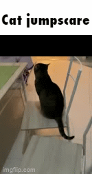 Cat jumpscare - Imgflip