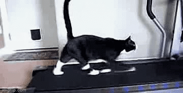 Cat on treadmill - Imgflip